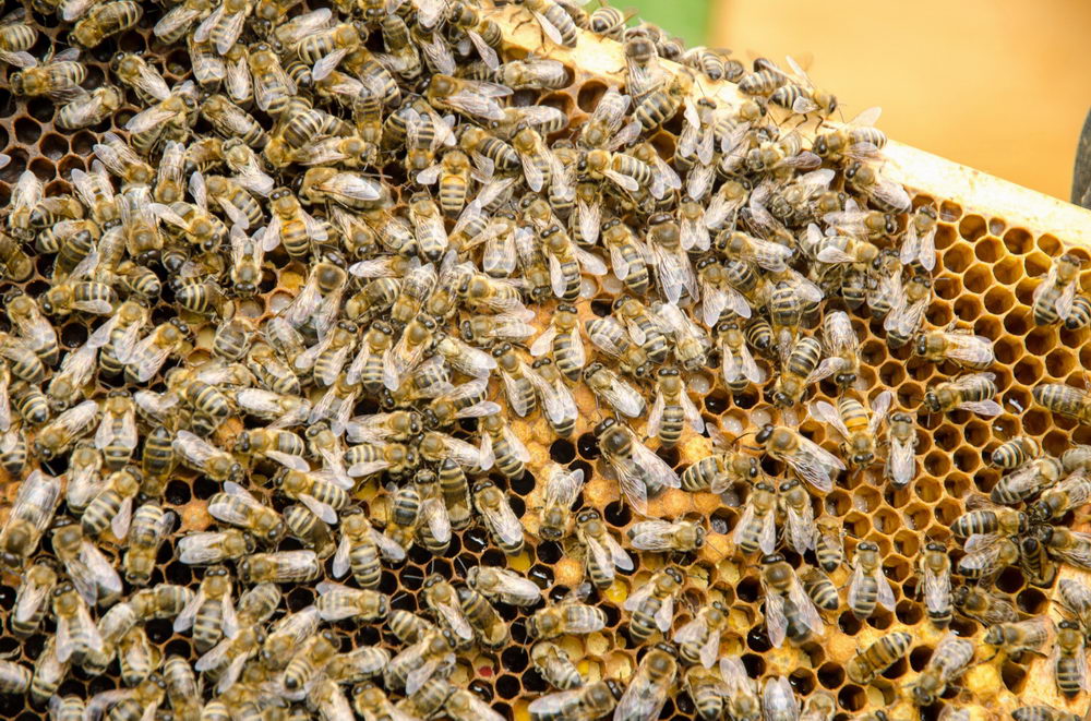 Jak včely vyrábějí med? Kde vzniká? :: Rodinná firma Pleva